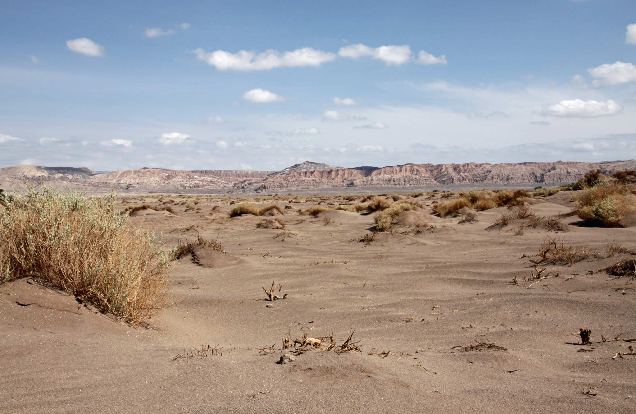 Atacama Desert becomes floral wonderland after historic rainfall in ...