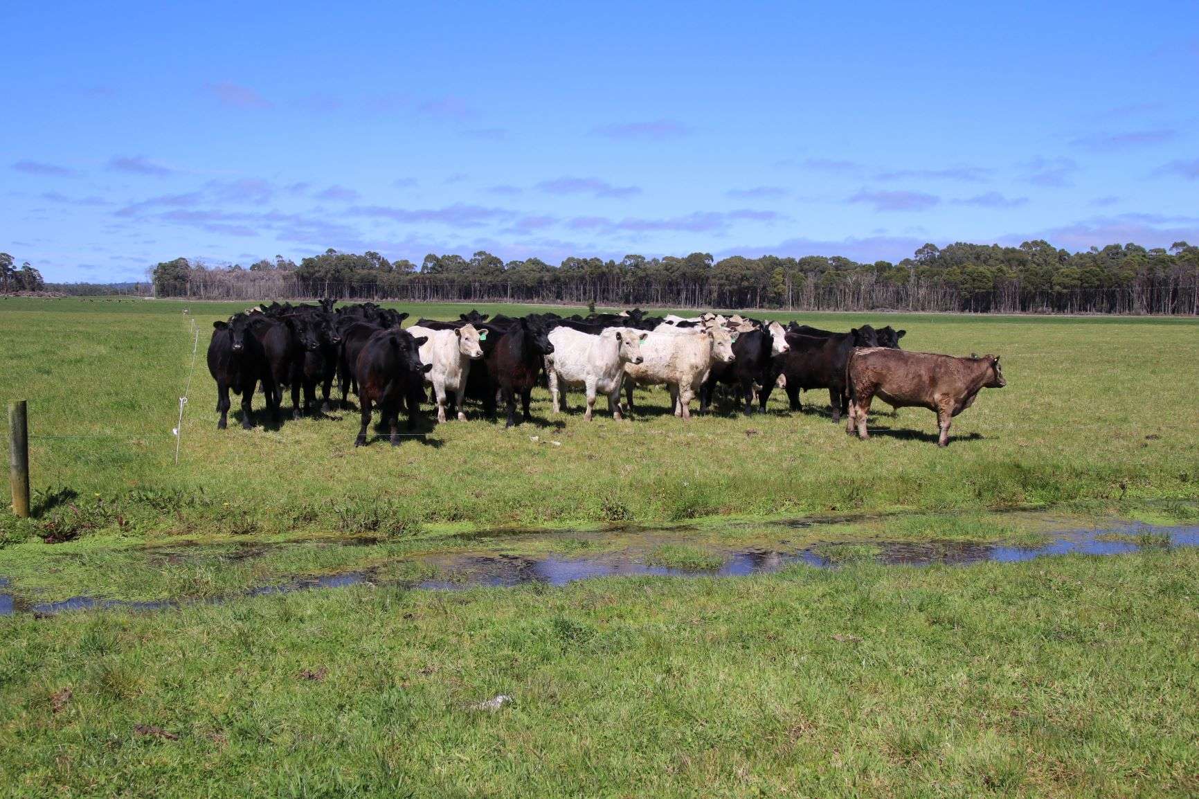 Tasmanian cattle farmers fear 'catastrophic' floods as farms inundated ...