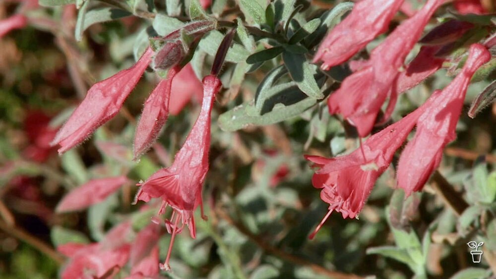 Plant Profile | California Fuchsia - Gardening Australia
