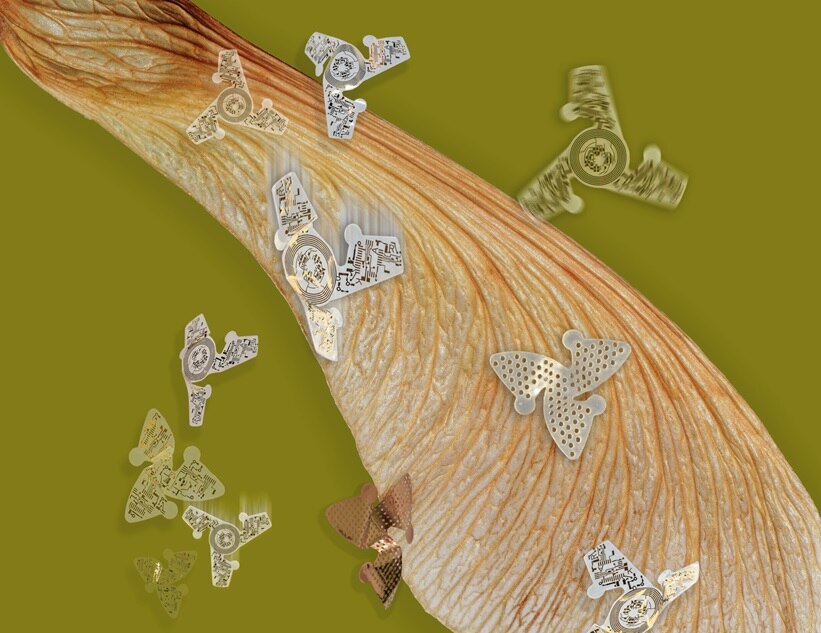 The Science Brief - A microflier winger microchip is the smallest human ...