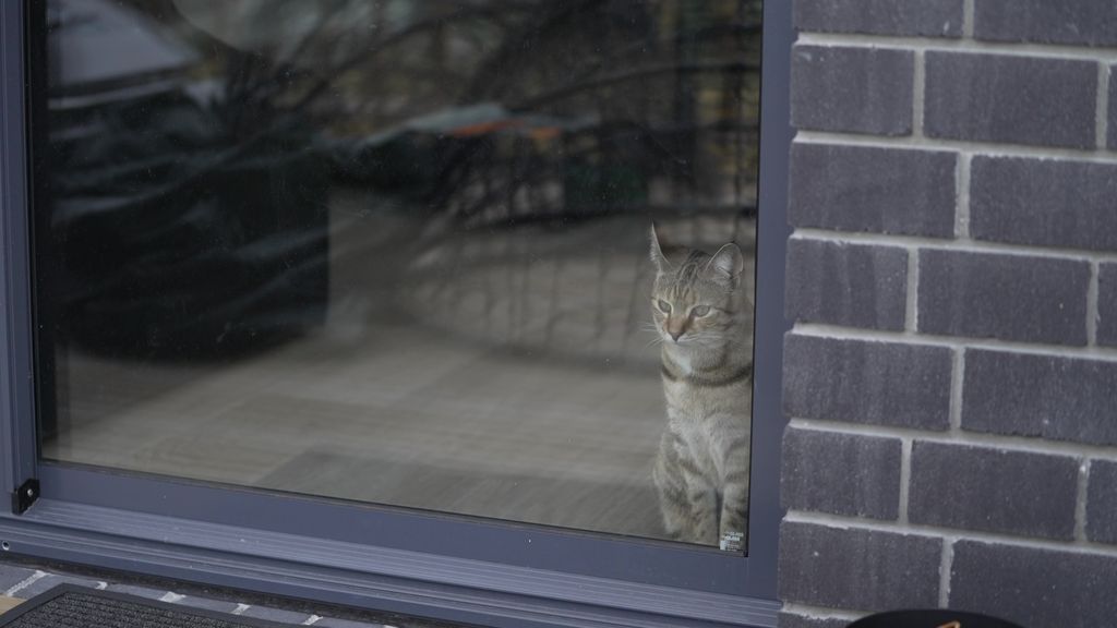 Cat Curfew supported by RSPCA - ABC News