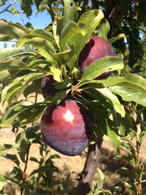 Queensland plums the latest 'super food' - ABC News