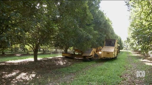 Landline: The boom of macadamia farming in Queensland - ABC Education