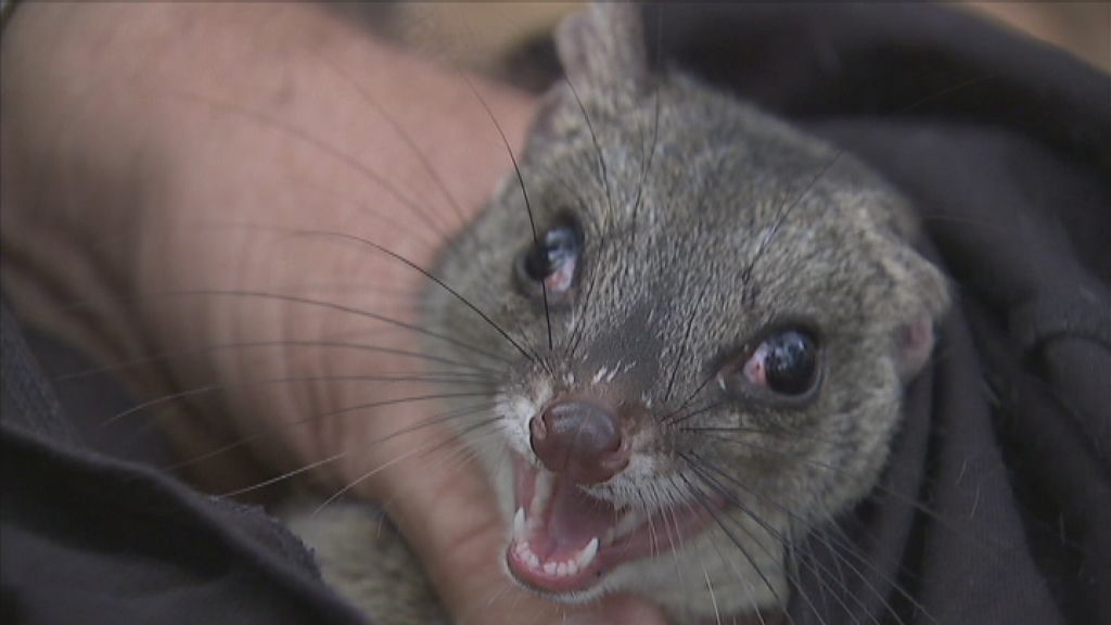 Western Quoll returns to Flinders Ranges - ABC News