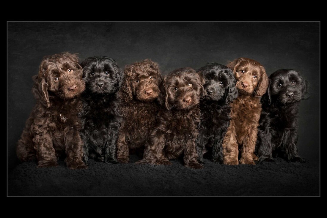 Animal photographer of the year Ken Drake reveals how to capture your ...