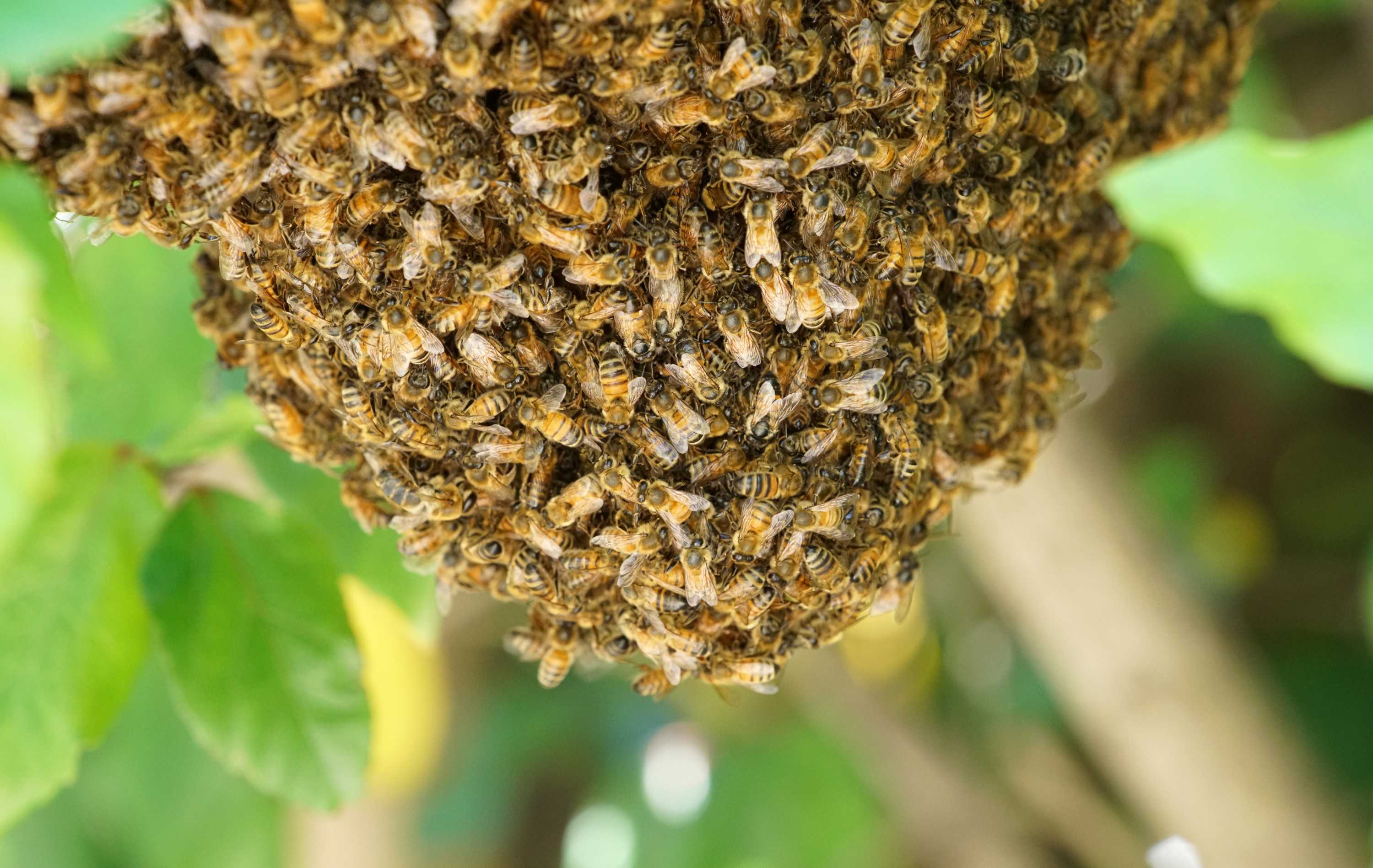 Apiarist amazed after cutting out second 'monster' bee hive from ...