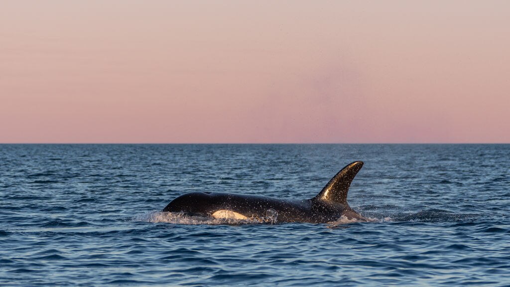 Orcas arrive at Ningaloo Reef - ABC News