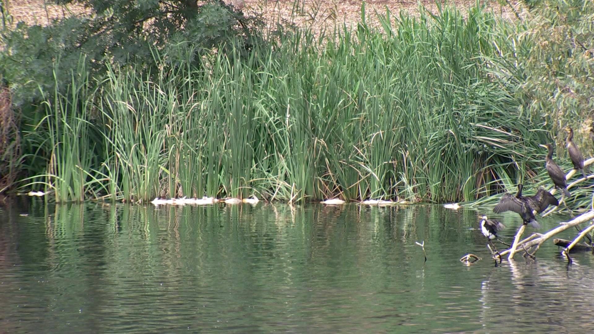 Dead fish at River Torrens weir likely the result of rain rather than ...