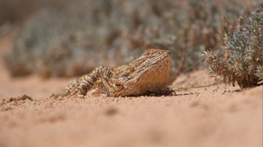 Future gas exploration in Lake Eyre could upset the 'greatest desert ...