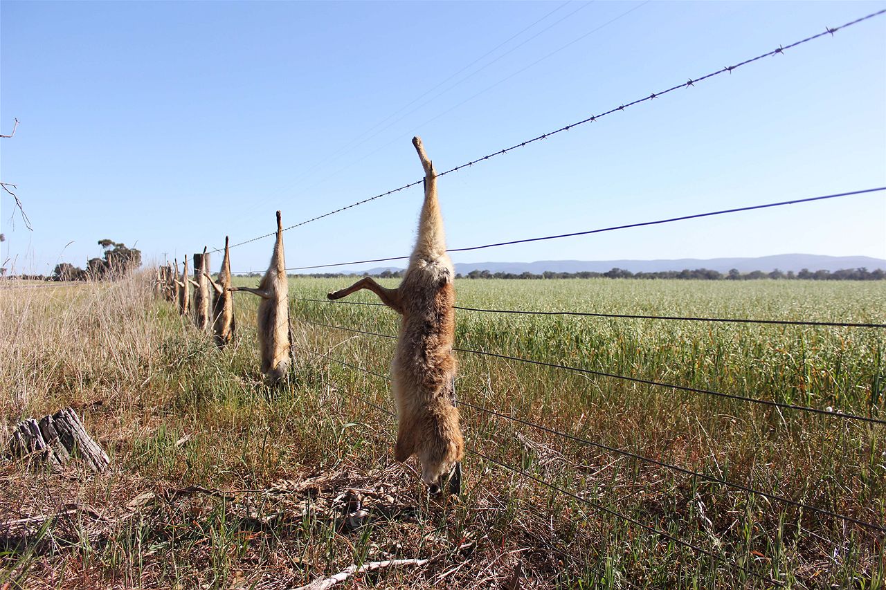Cool start to fox bounty in the Victorian Mallee - ABC News