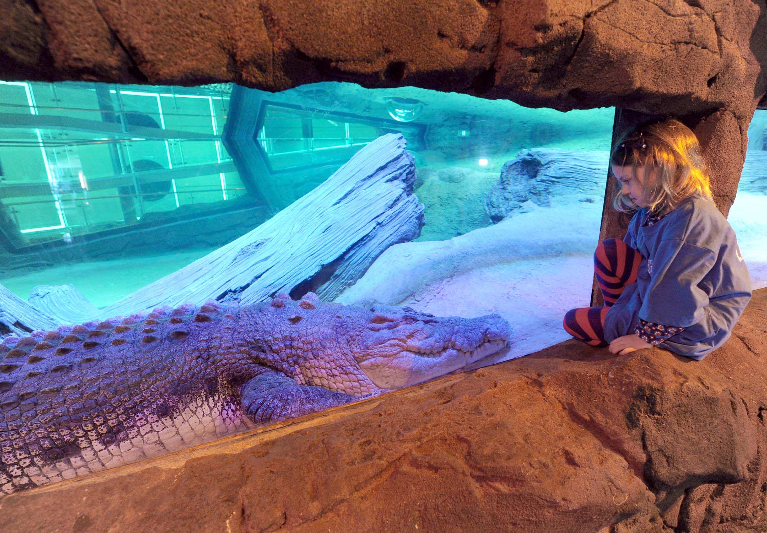 Pinjarra the 750kg saltwater crocodile retires to Melbourne Aquarium ...