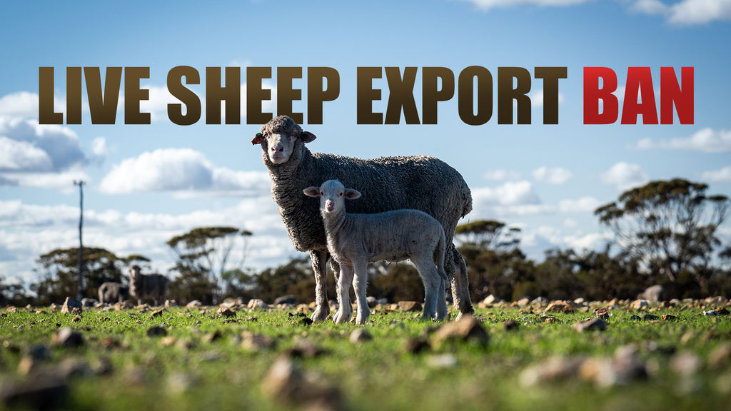 Farmers are fighting back on the ban of live sheep exports - ABC News