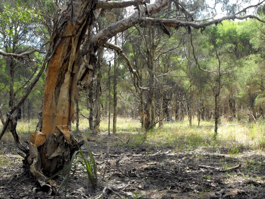 Farm groups want plant laws overhauled - ABC News