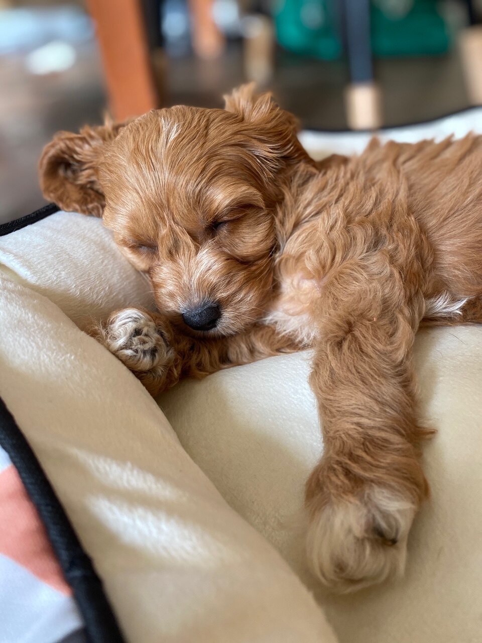 Changing Tracks: Jane's beloved dogs remind her of past lives - ABC listen