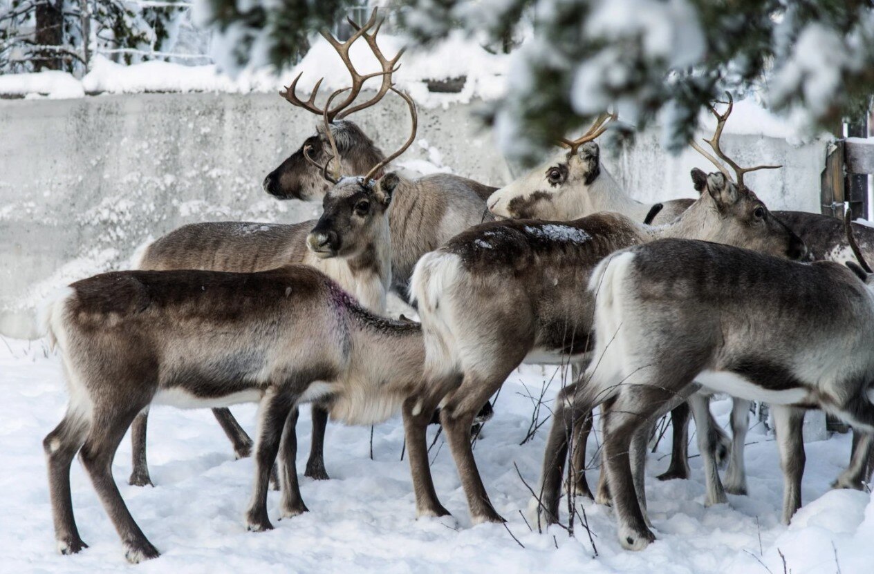 Reindeer are famous for pulling Santa's sleigh, but it's their ability ...