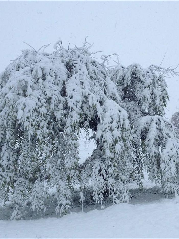 Snow storm leaves crops looking crook in Crookwell - ABC News