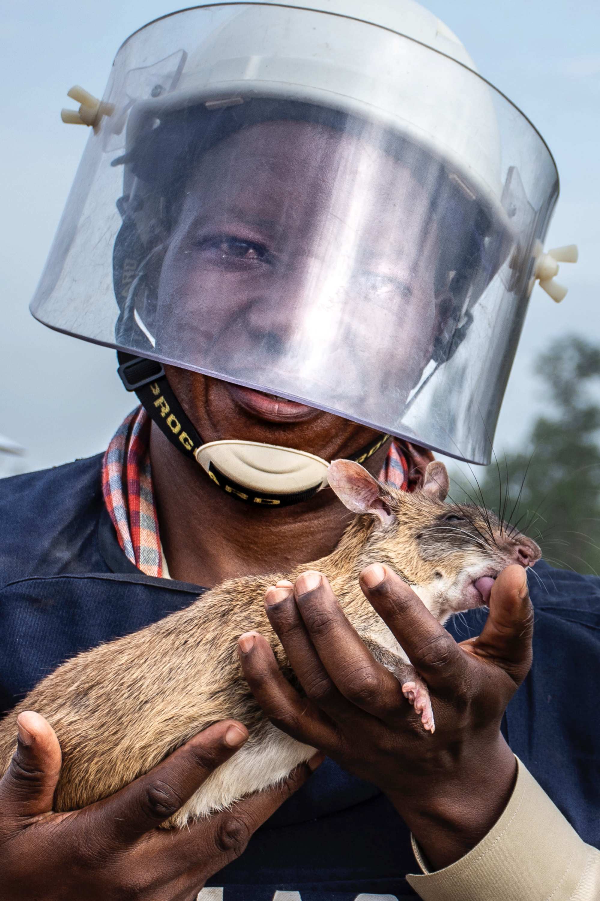 Meet the 'hero rats' clearing Cambodia's landmines - ABC News