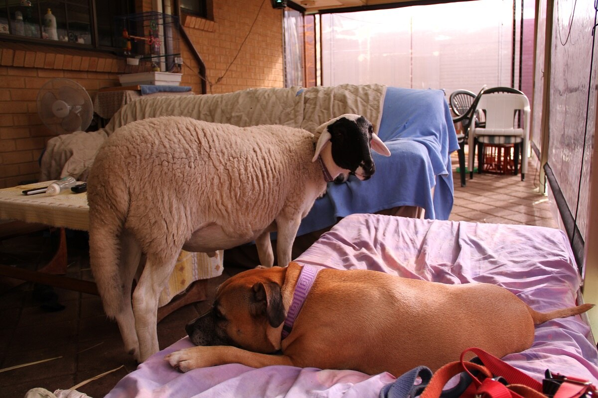 Stewie the sheep at home in the doghouse - ABC News