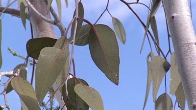 Australian Gum Trees