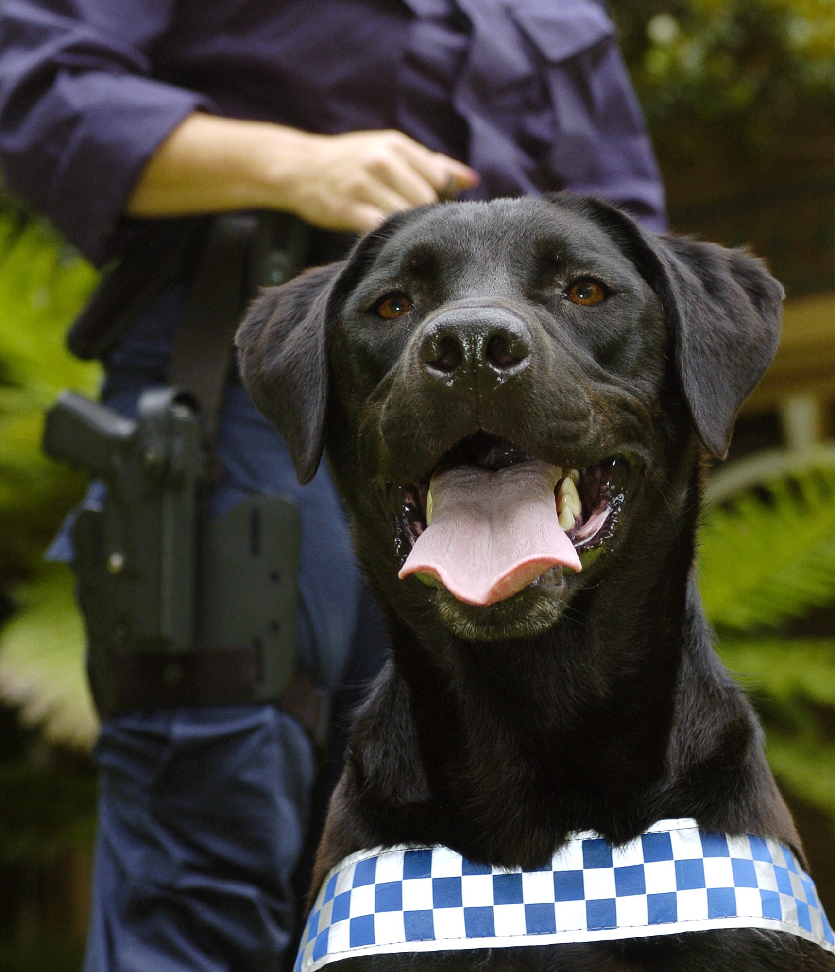 David Shoebridge - ABC News