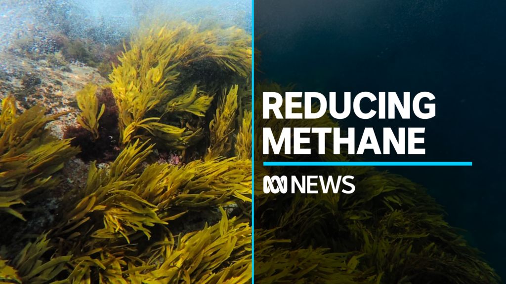 Australian seaweed livestock feed curbing methane production - ABC News