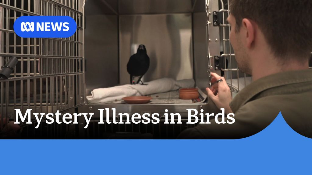 Native birds in WA falling sick with mystery illness causing paralysis ...