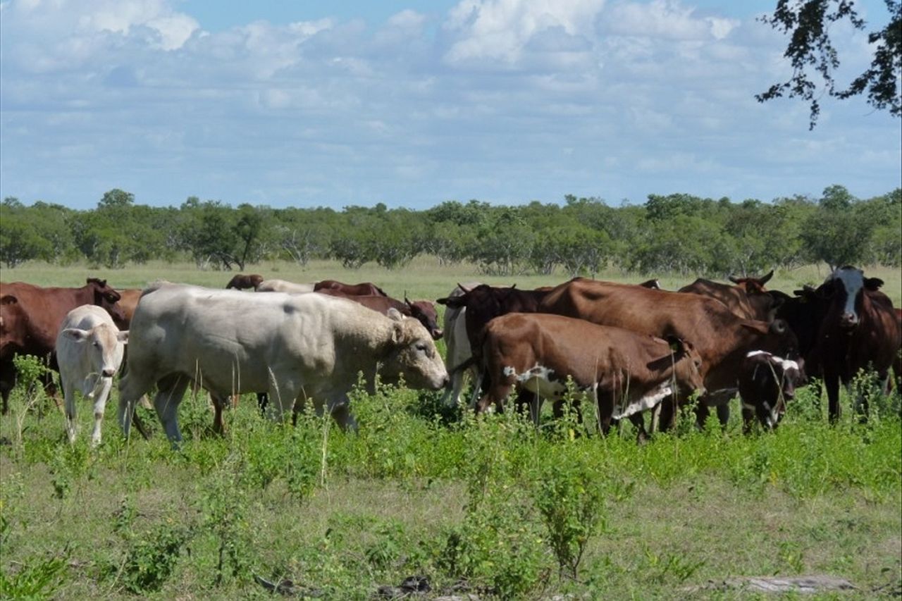 Beef exports to the US reviving - ABC News