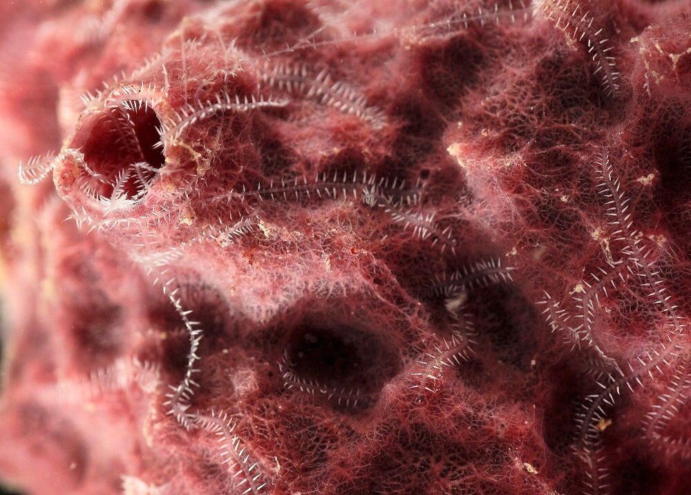 Meet the worm with 100 bums - ABC listen