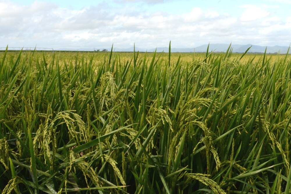 Mackay region's first commercial-sized rice crop almost ready for ...