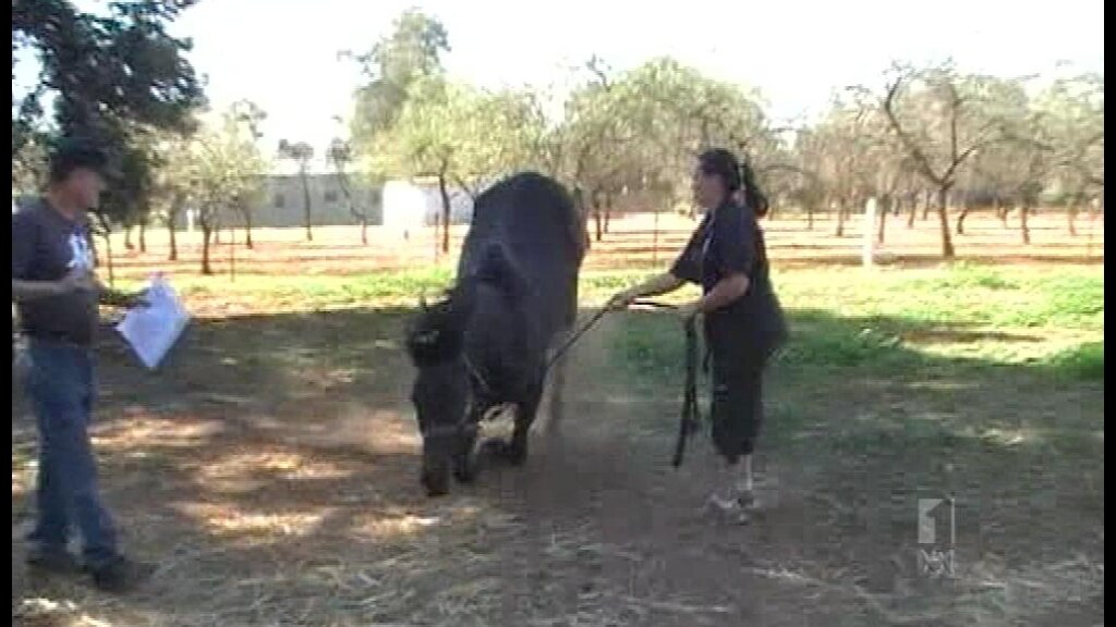 The Kunjin virus another deadly threat to horses - ABC News