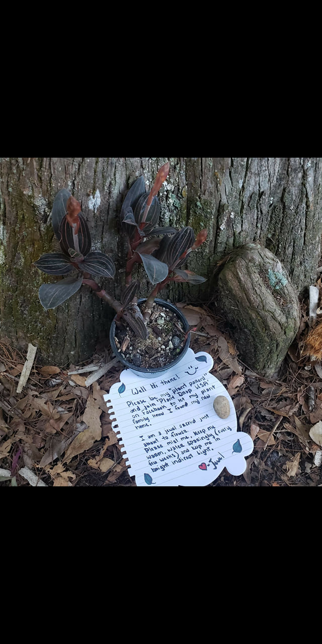 Sharing plants and joy with strangers through Plant Drop Australia ...