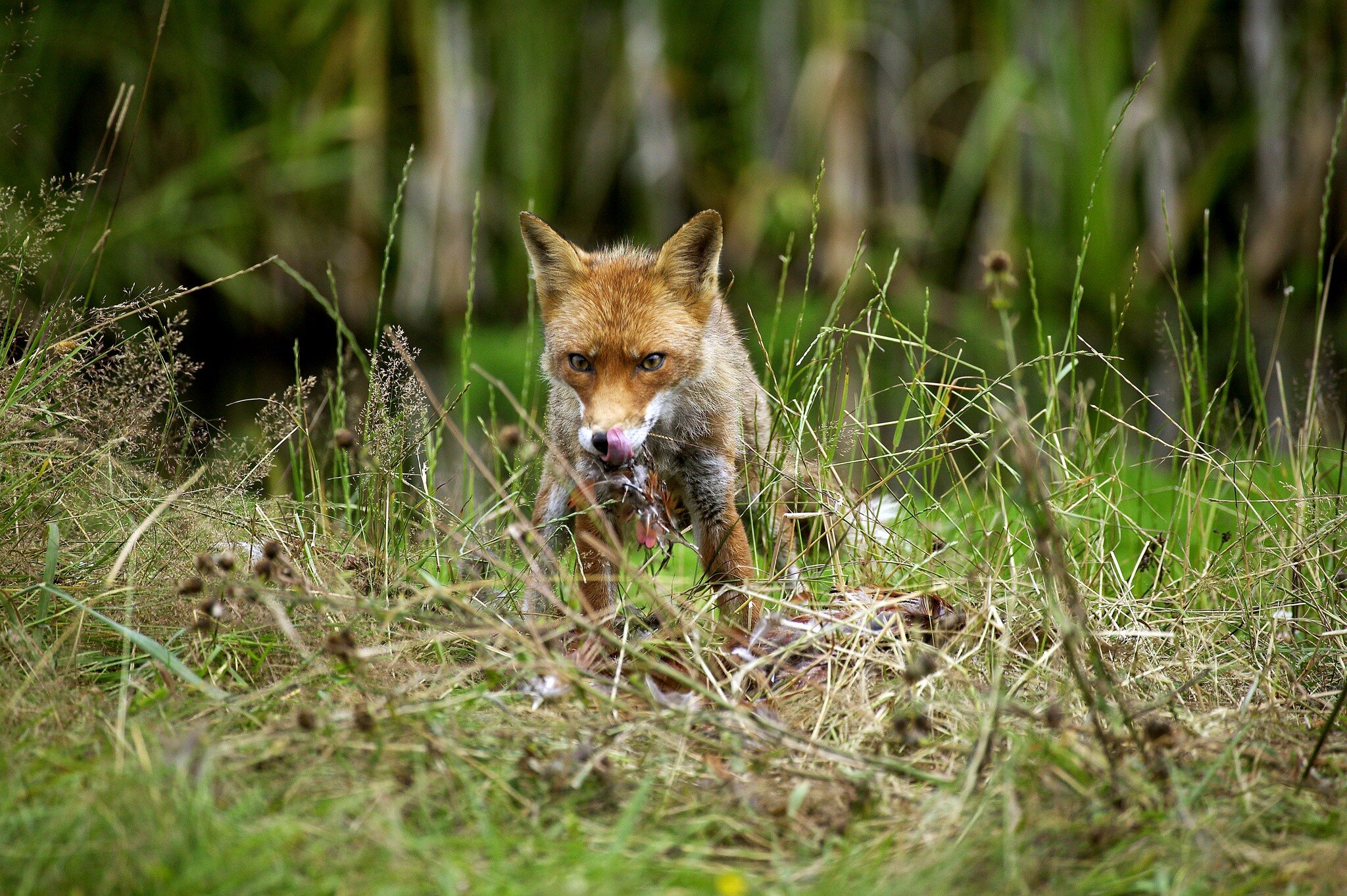 Shooting campaign to stop foxes plundering sea turtle nests on Mackay ...