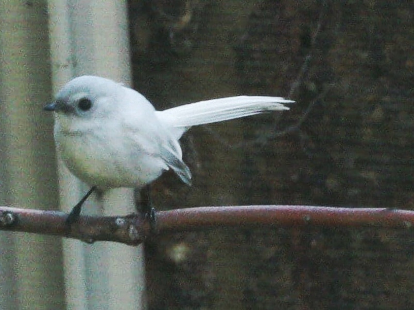 Rare 'white willie wagtail' spotted in Dunsborough actually a rare ...
