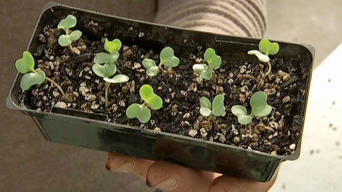 Starting From Seed - Gardening Australia