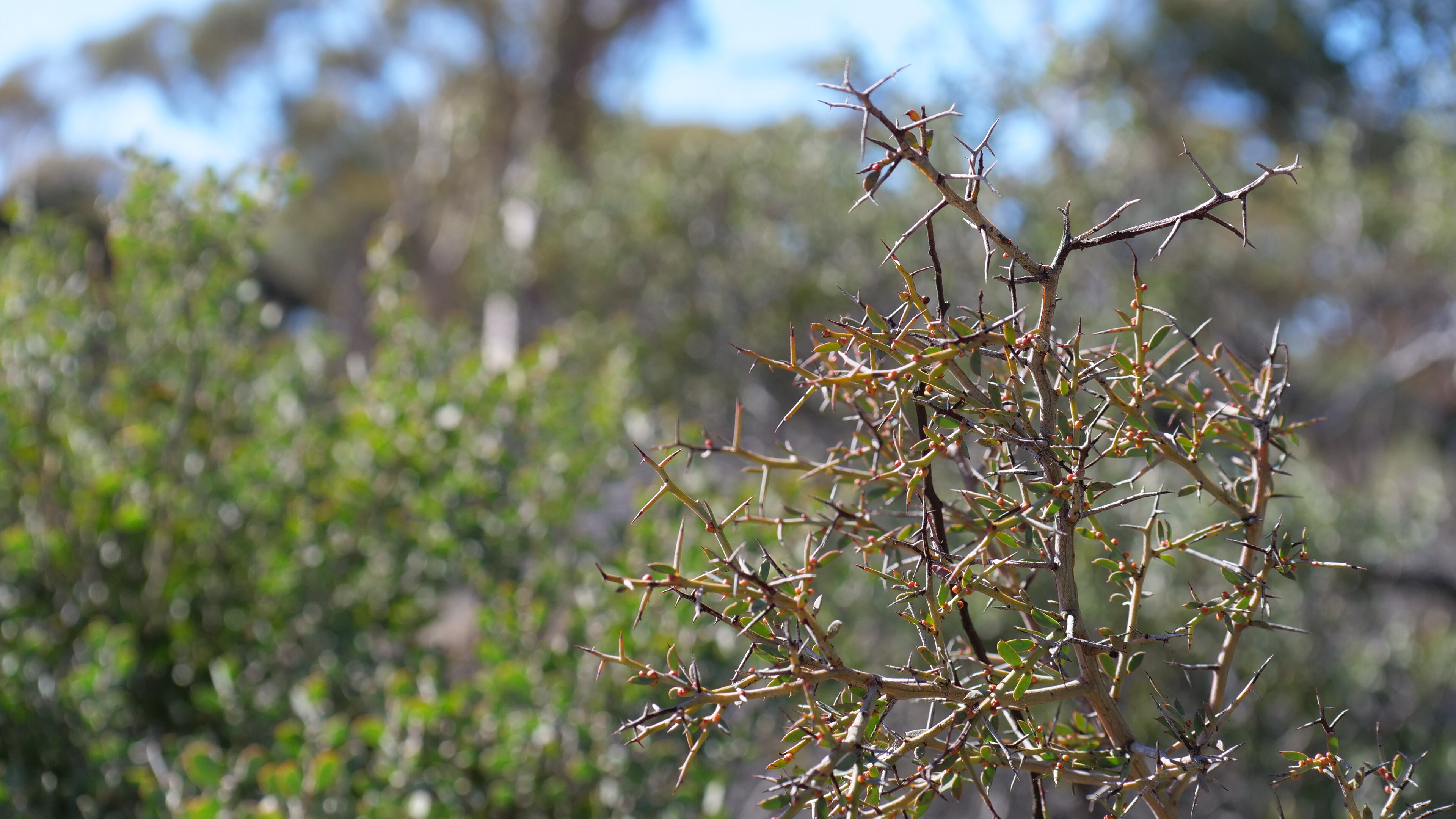 Carolina Wilga rescue turns spotlight on search for missing prospector ...