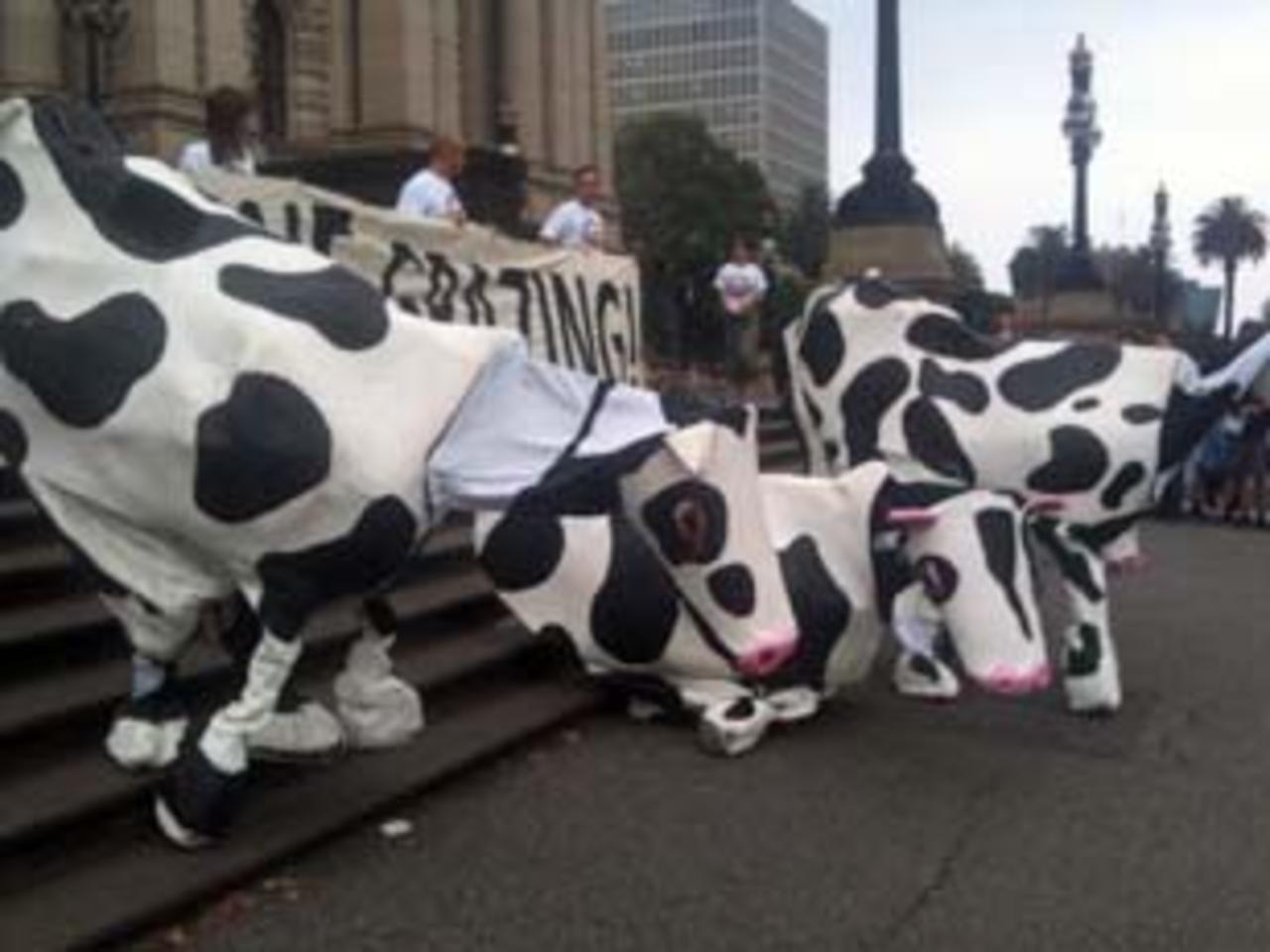 'Cows' stage protest over Alpine grazing - ABC News