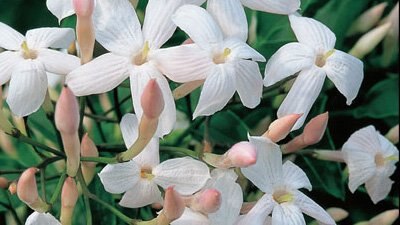 Jasminum - Gardening Australia