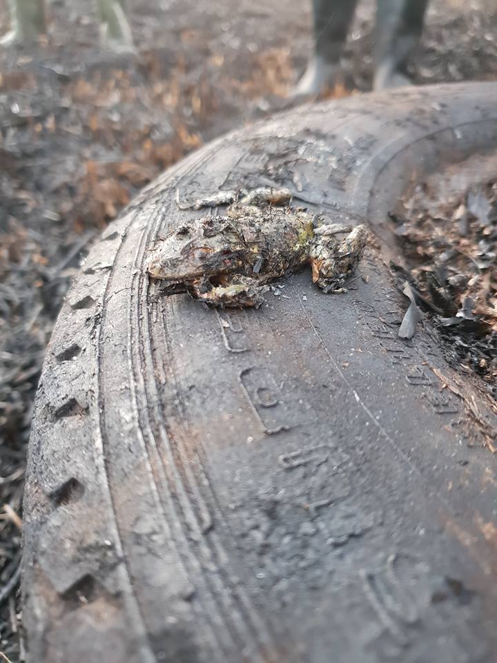 Ecologist despairs as deliberate fires destroy threatened frog habitat ...