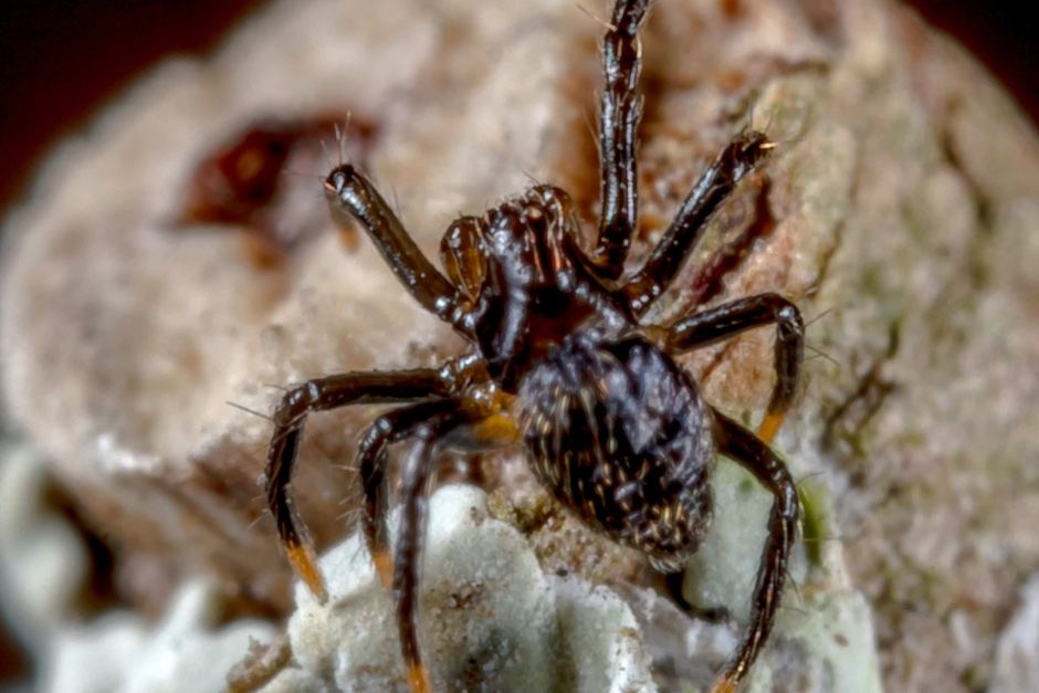 Sebanyak 37 Spesies Laba-Laba Baru Ditemukan di Australia - ABC News