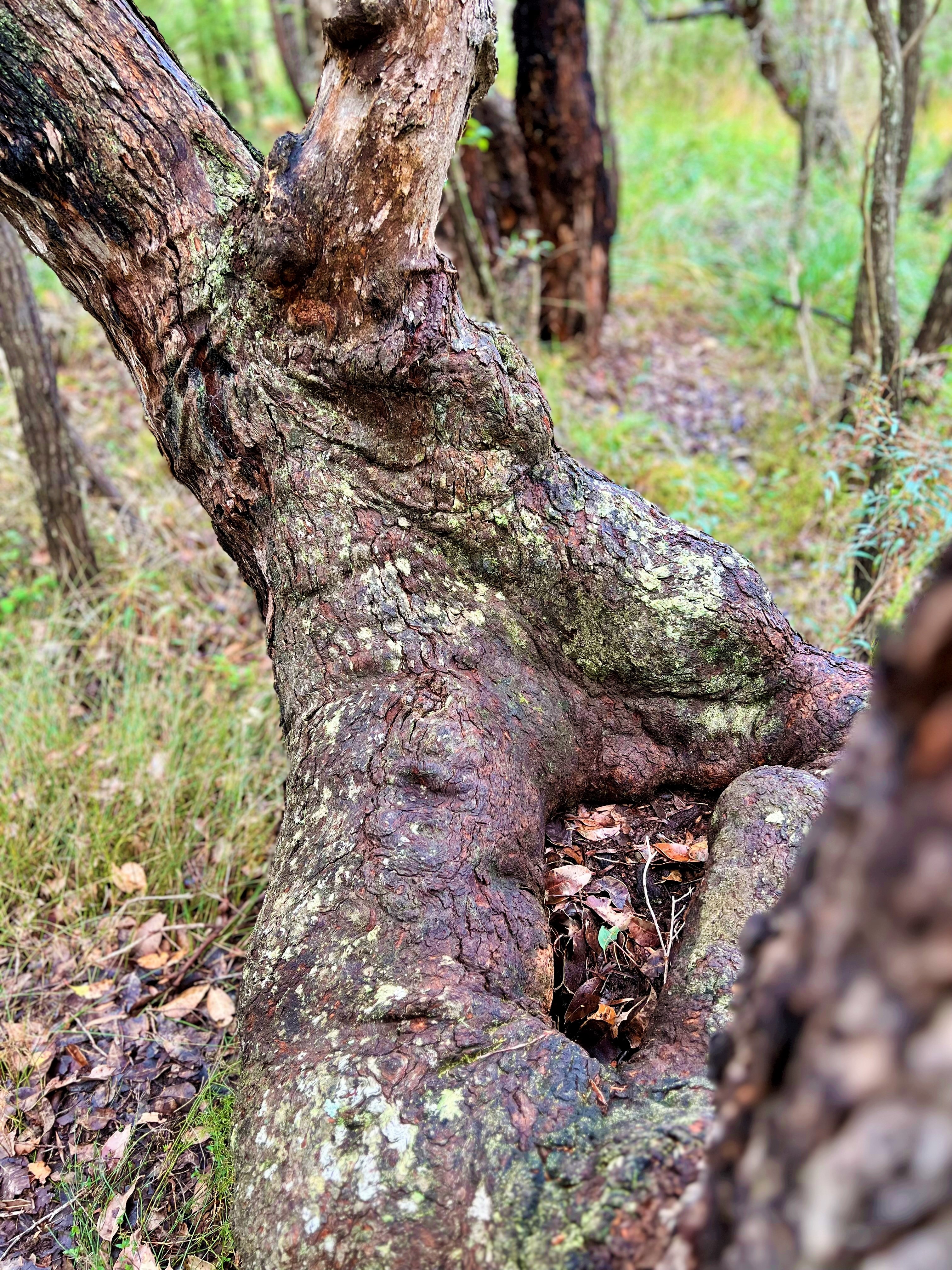 Specially pruned for centuries in WA, marri trees provide a vital ...