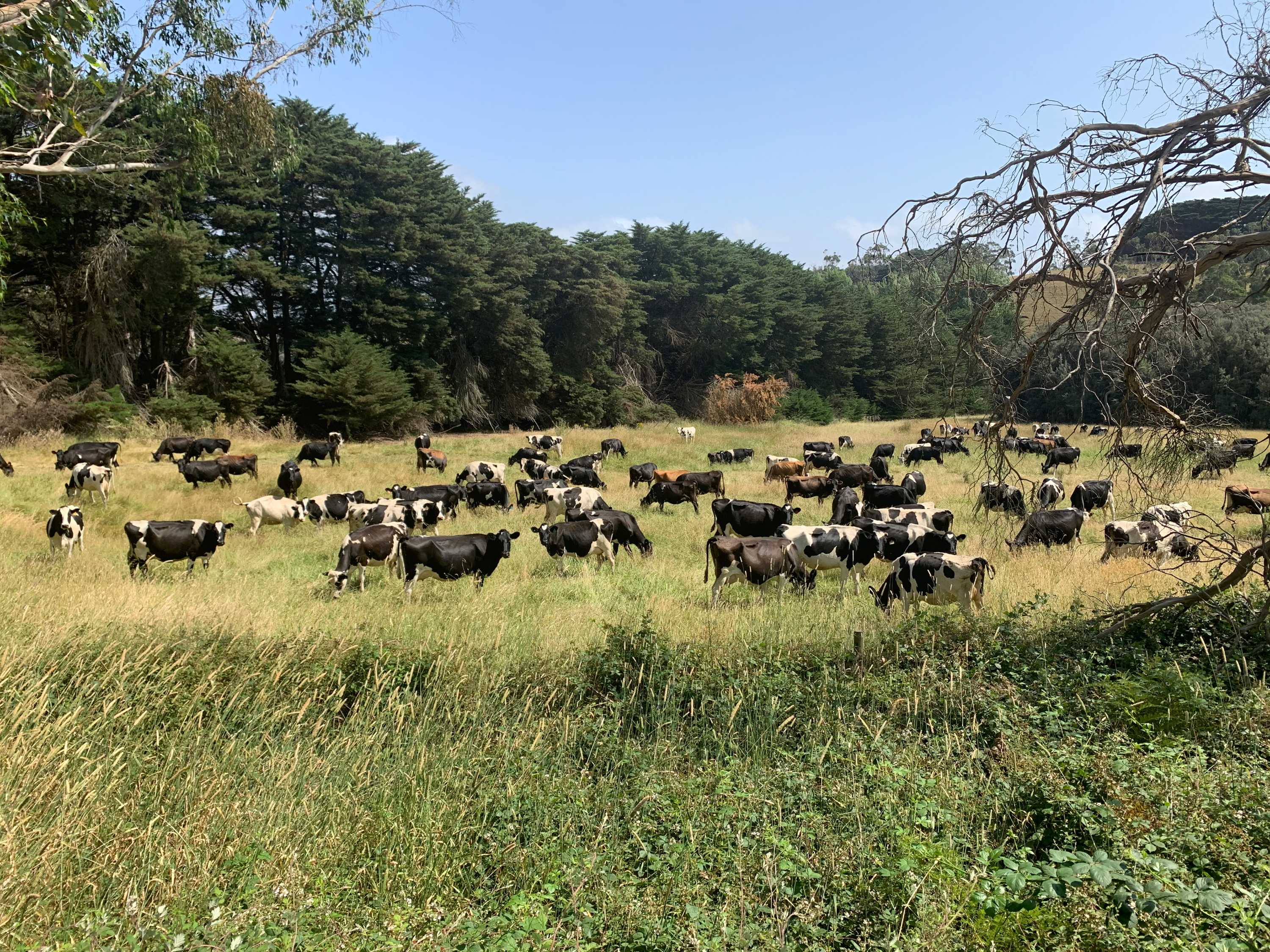 Victorian Country Hour - ABC listen