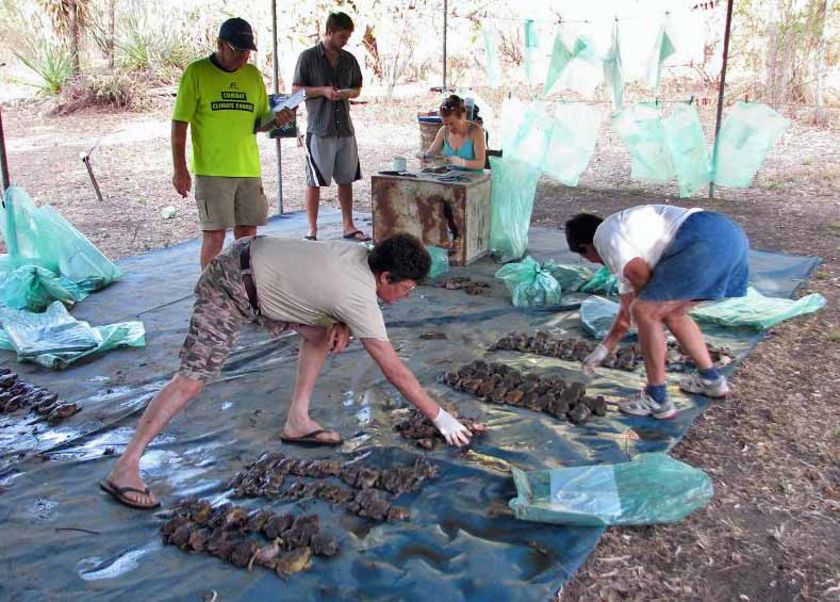 Army of volunteers tackles cane toad invasion - ABC News