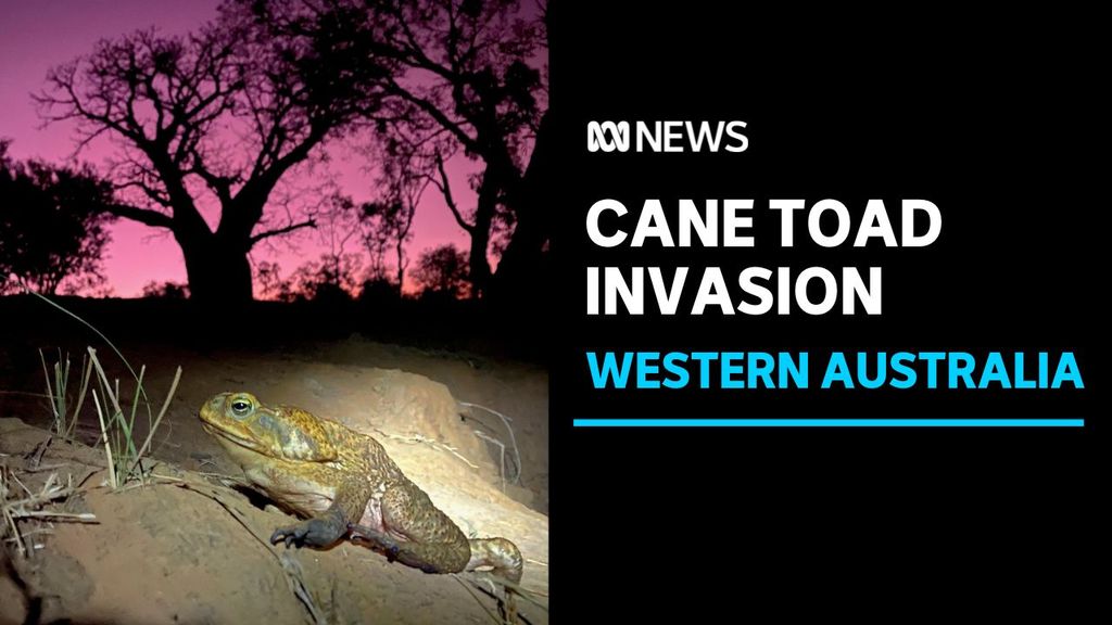 Plans to stop cane toads marching into WA's Pilbara region - ABC News