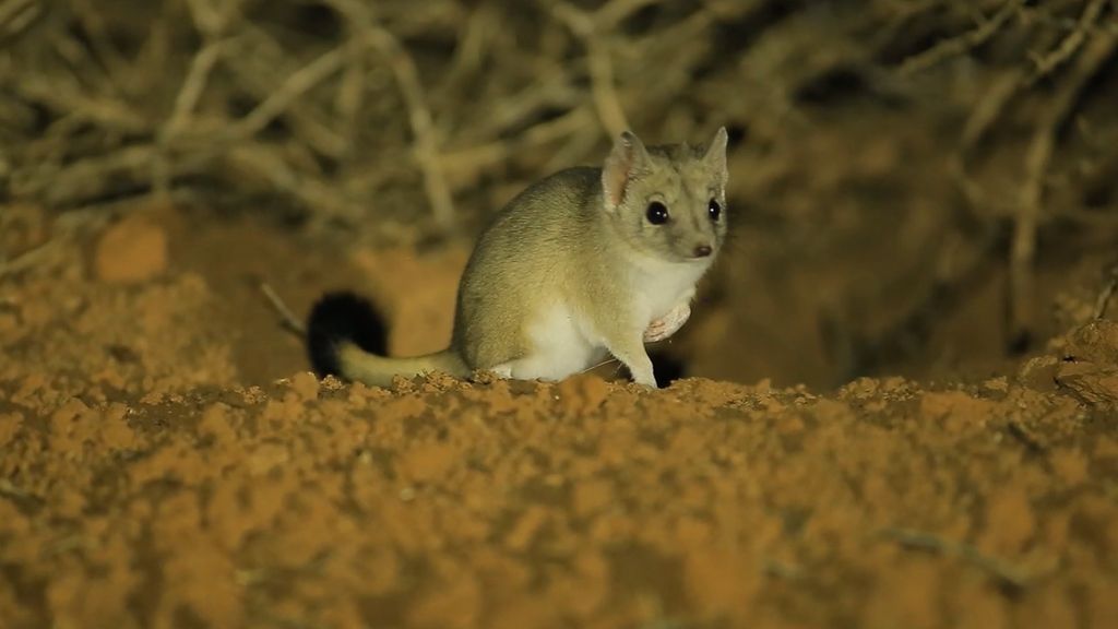 Rare footage of endangered marsupial kowari captured in outback ...