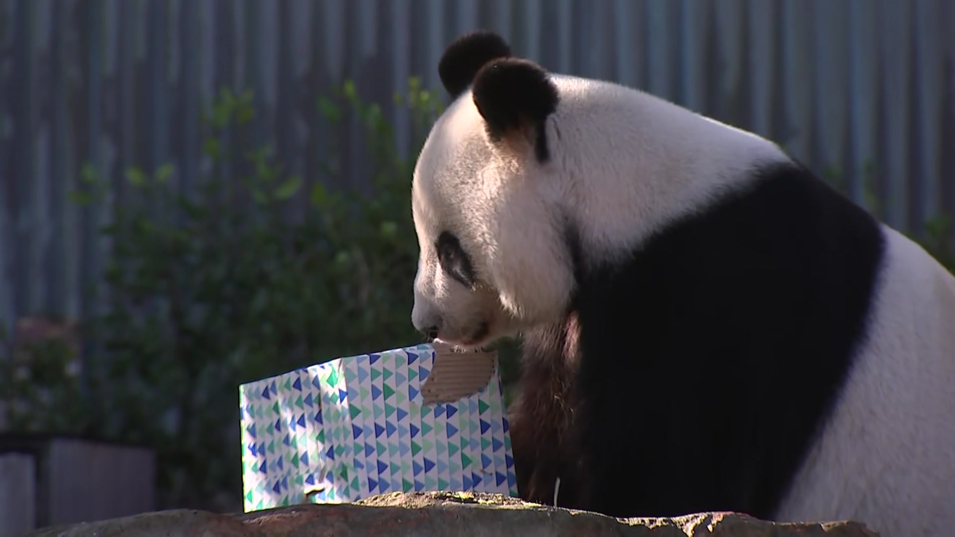 New pair of giant pandas for Adelaide Zoo, Wang Wang and Fu Ni to ...