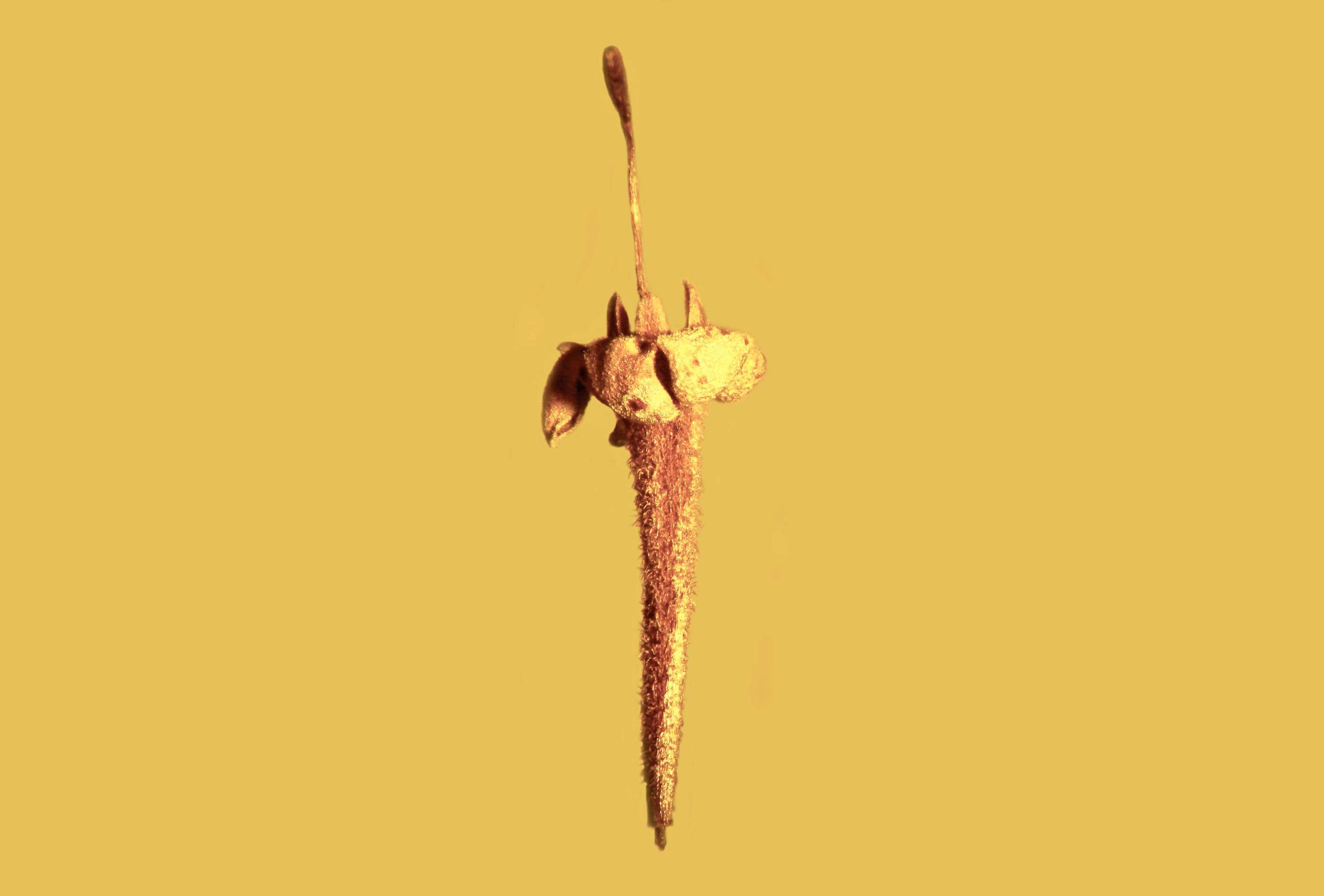 New species of ancient tropical flower found in amber from the ...