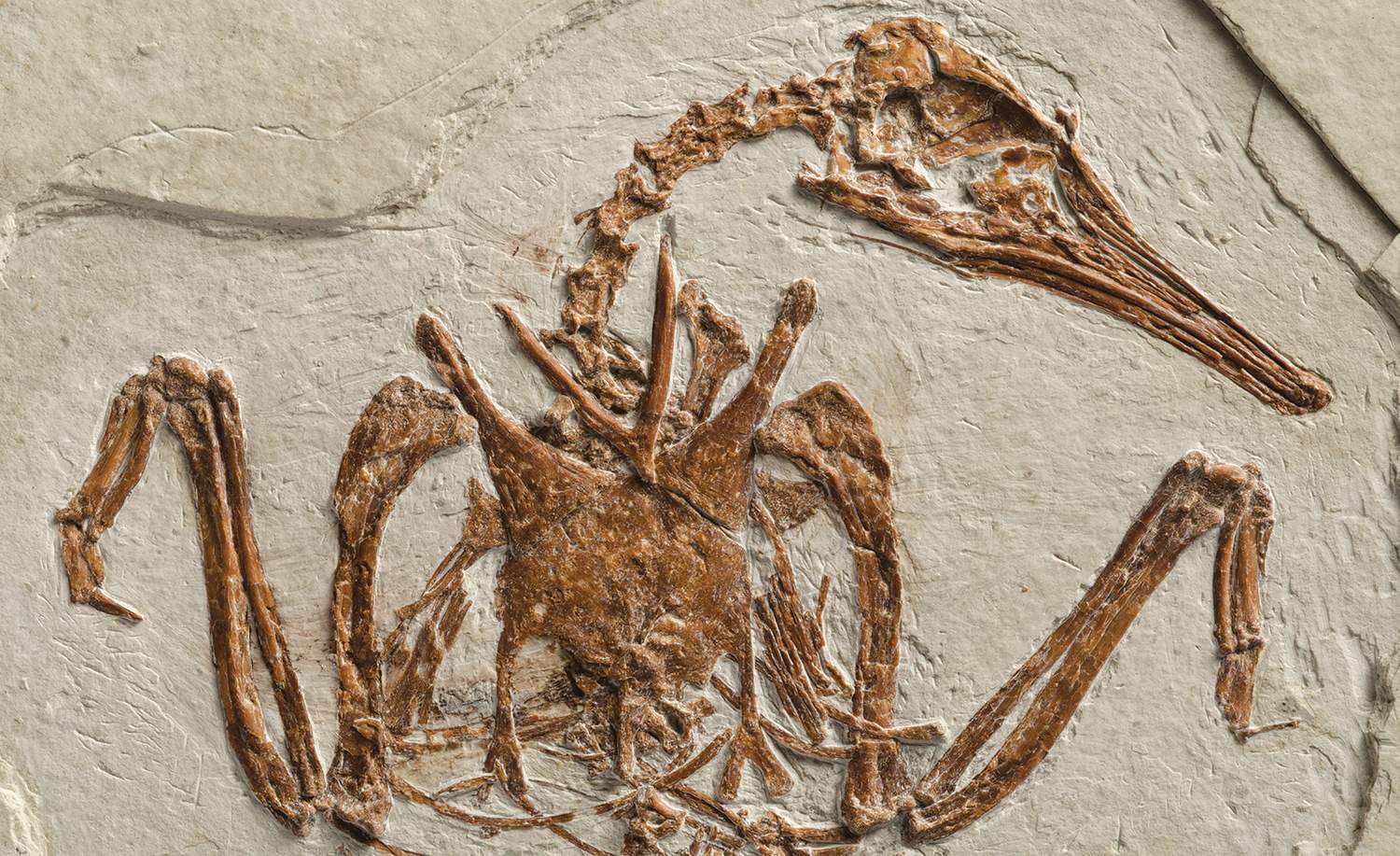 Tracing the history and evolution of birds and flight - ABC listen