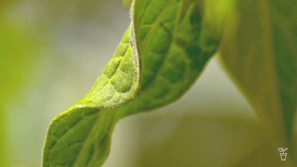 Rocoto Tree Chilli - Gardening Australia
