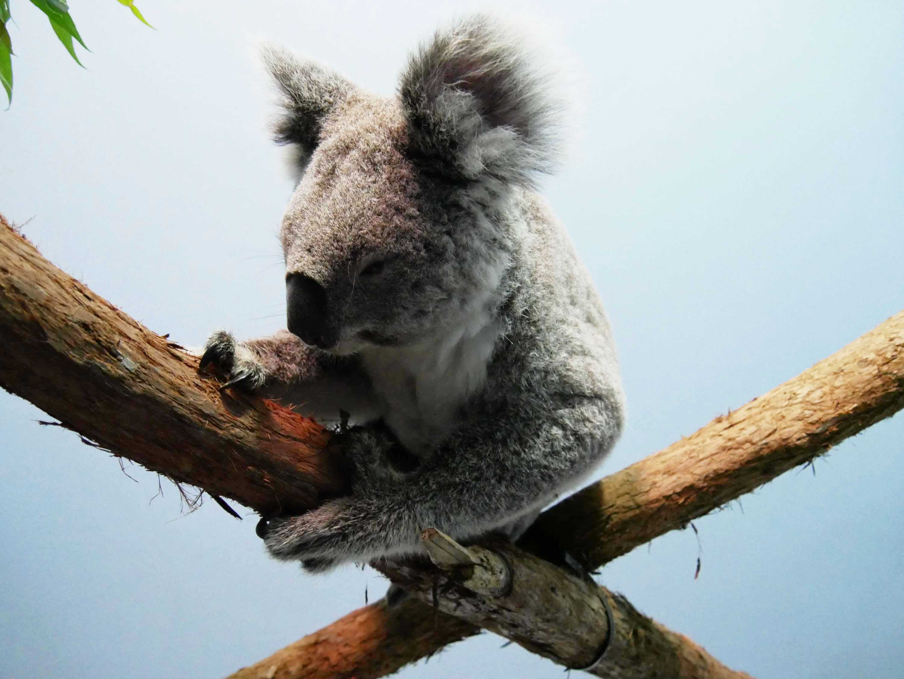 Tiny koala rescued from her mother's pouch - Behind The News