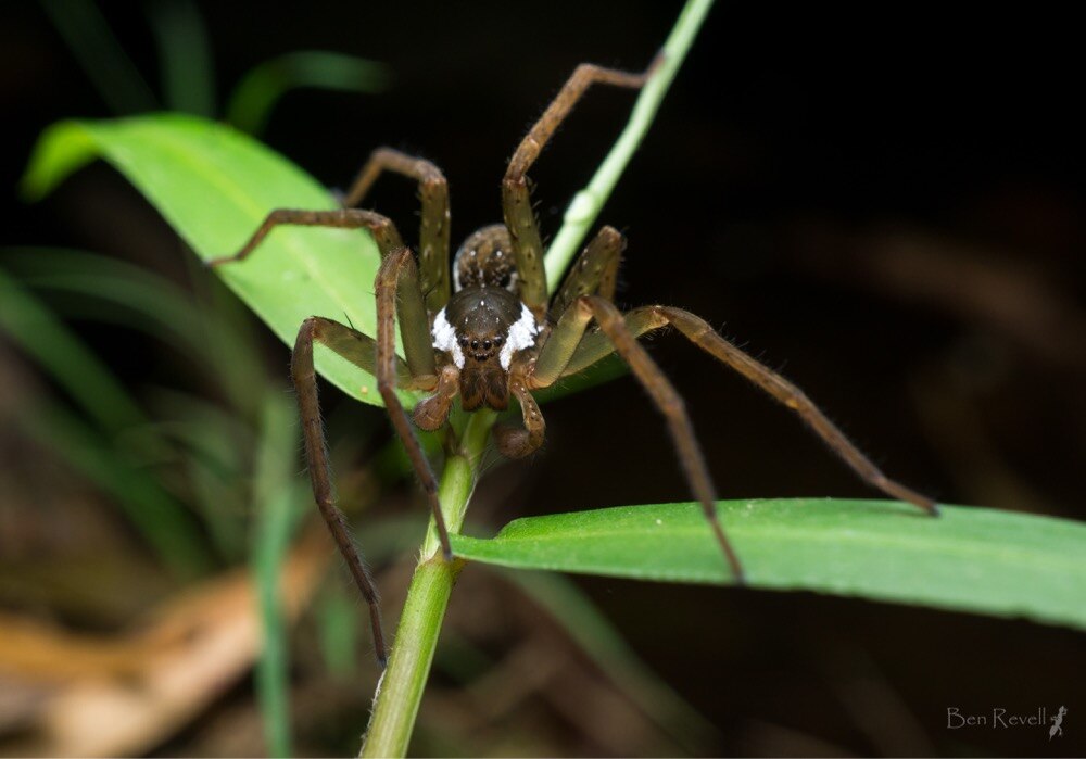 New spider species discovered by citizen scientists using Australian ...